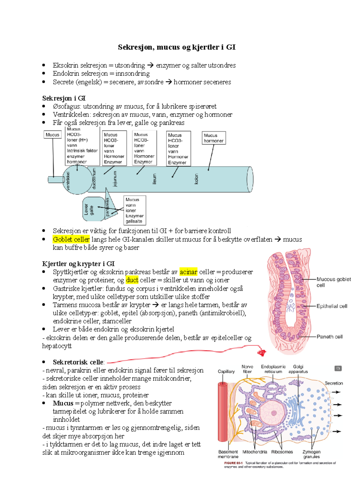 Sekresjon, mucus, kjertler i GI - Sekresjon, mucus og kjertler i GI ...