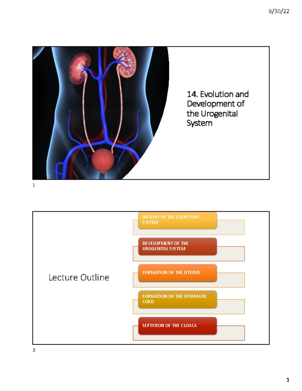 Evolution and Development of the Urogenital System - 14. Evolution and ...