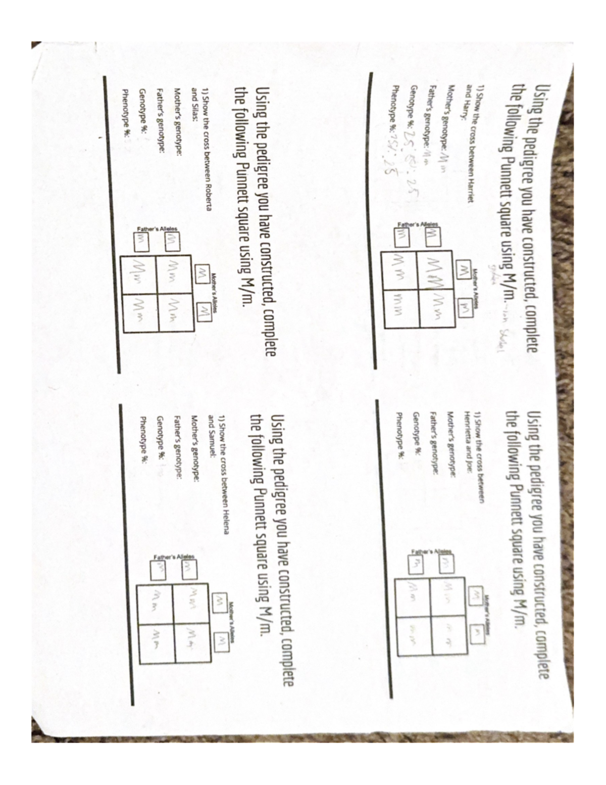 punnet square assignment - Using the pedigree you have constructed ...