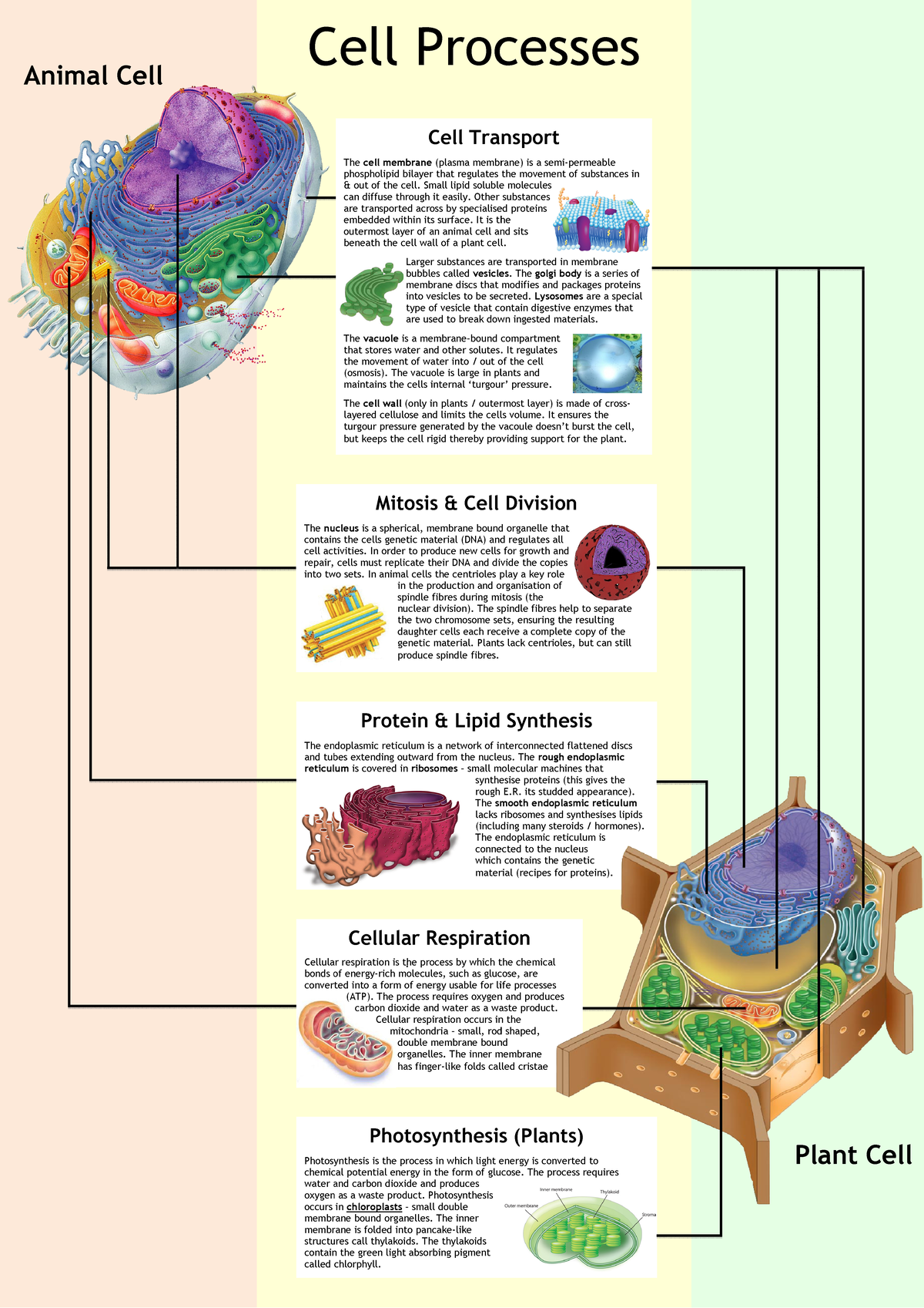 1) Cell Processes - Bio cell process notes - Animal Cell Cell Processes ...