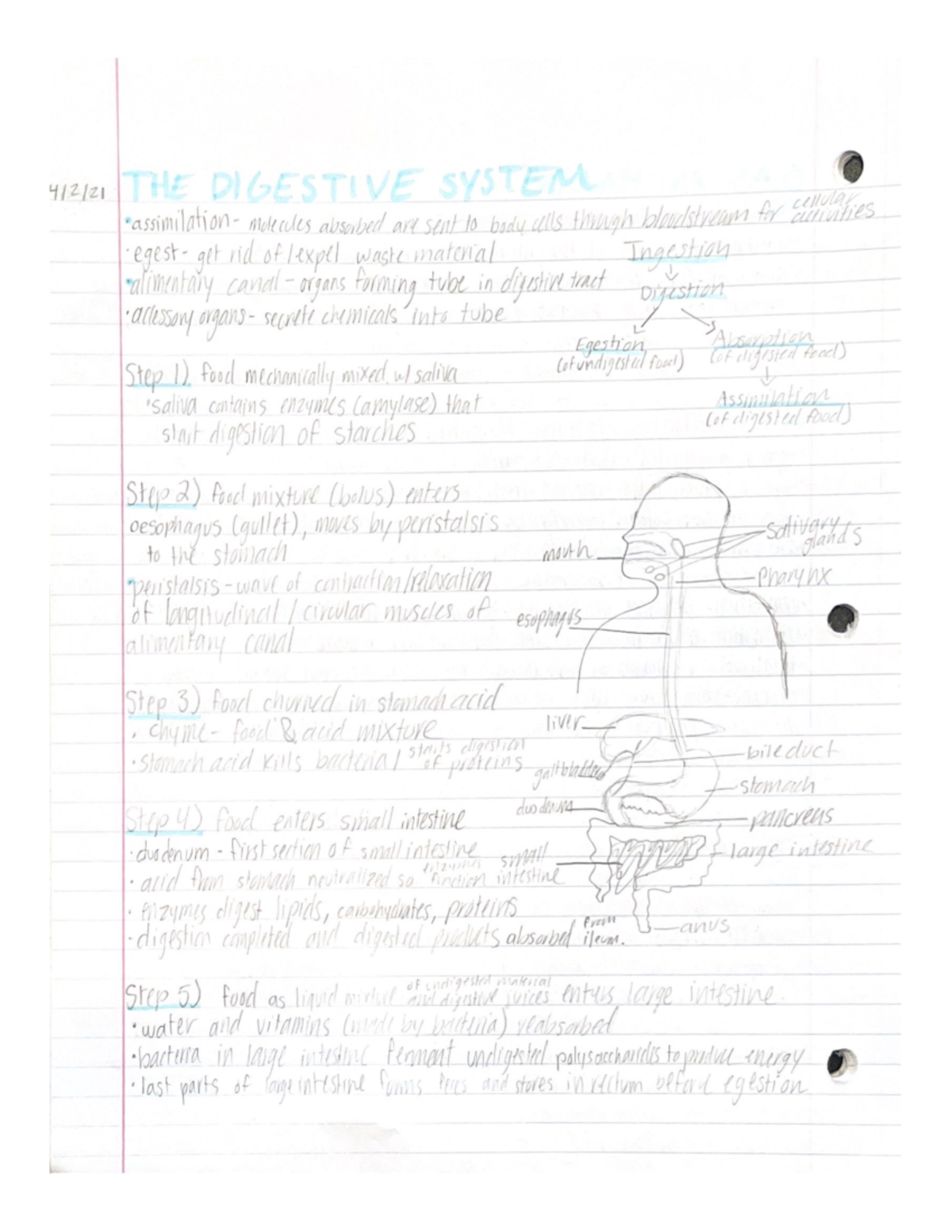The Digestive System - Biol 4580 - Studocu