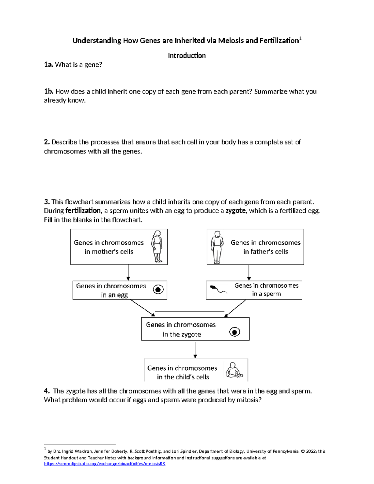 Meiosis Fertilization SH - Understanding How Genes are Inherited via ...