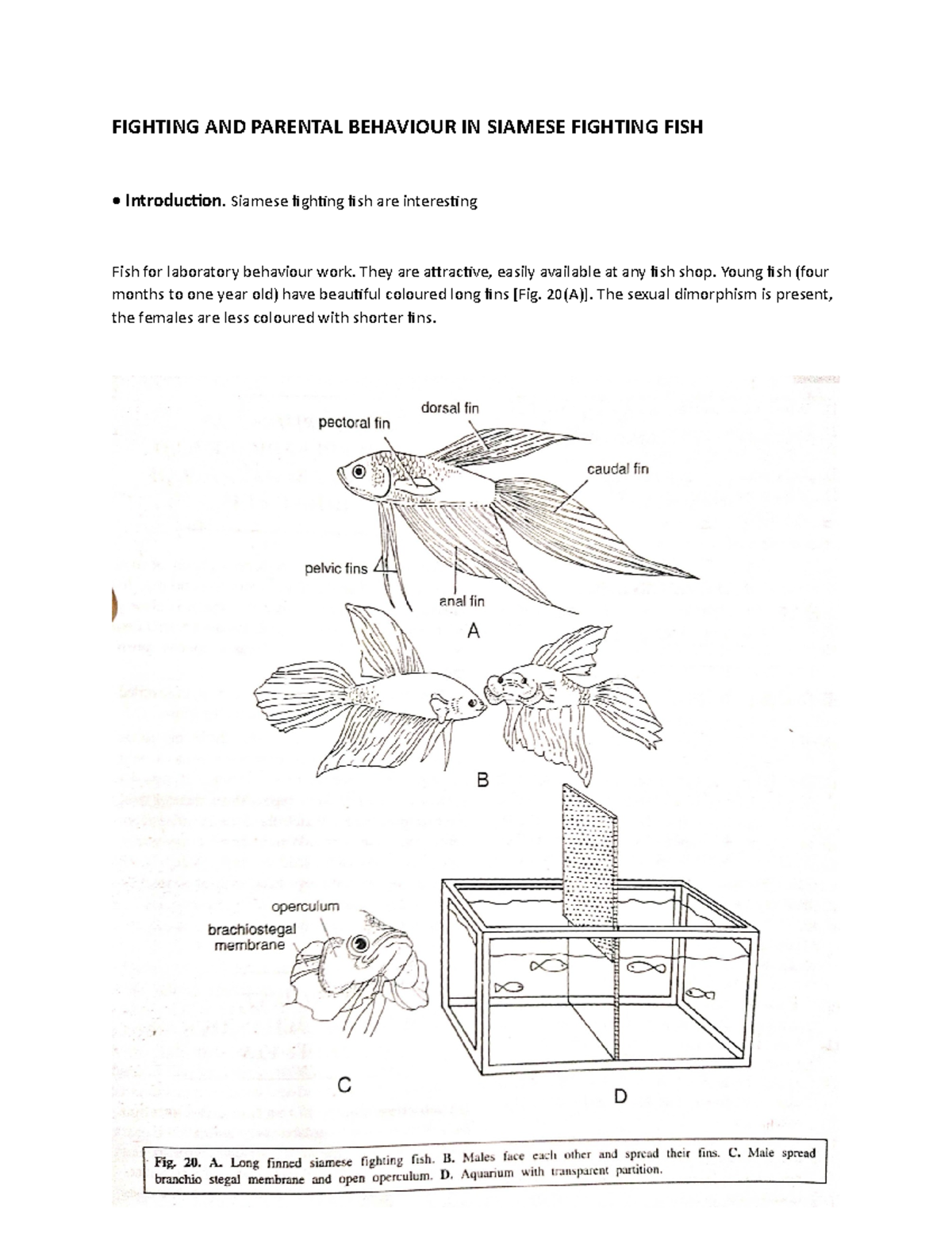 Experiment on Siamese fighting fish - FIGHTING AND PARENTAL BEHAVIOUR ...