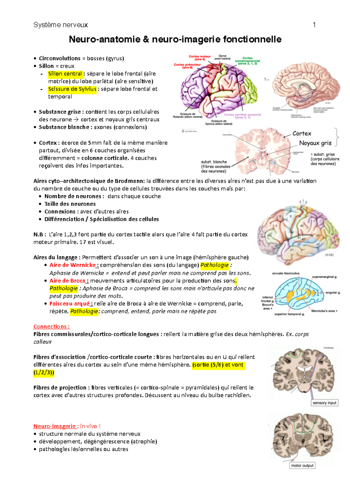4. Neuroimagerie - Warning: TT: undefined function: 32 Neuro-anatomie & neuro-imagerie - Studocu