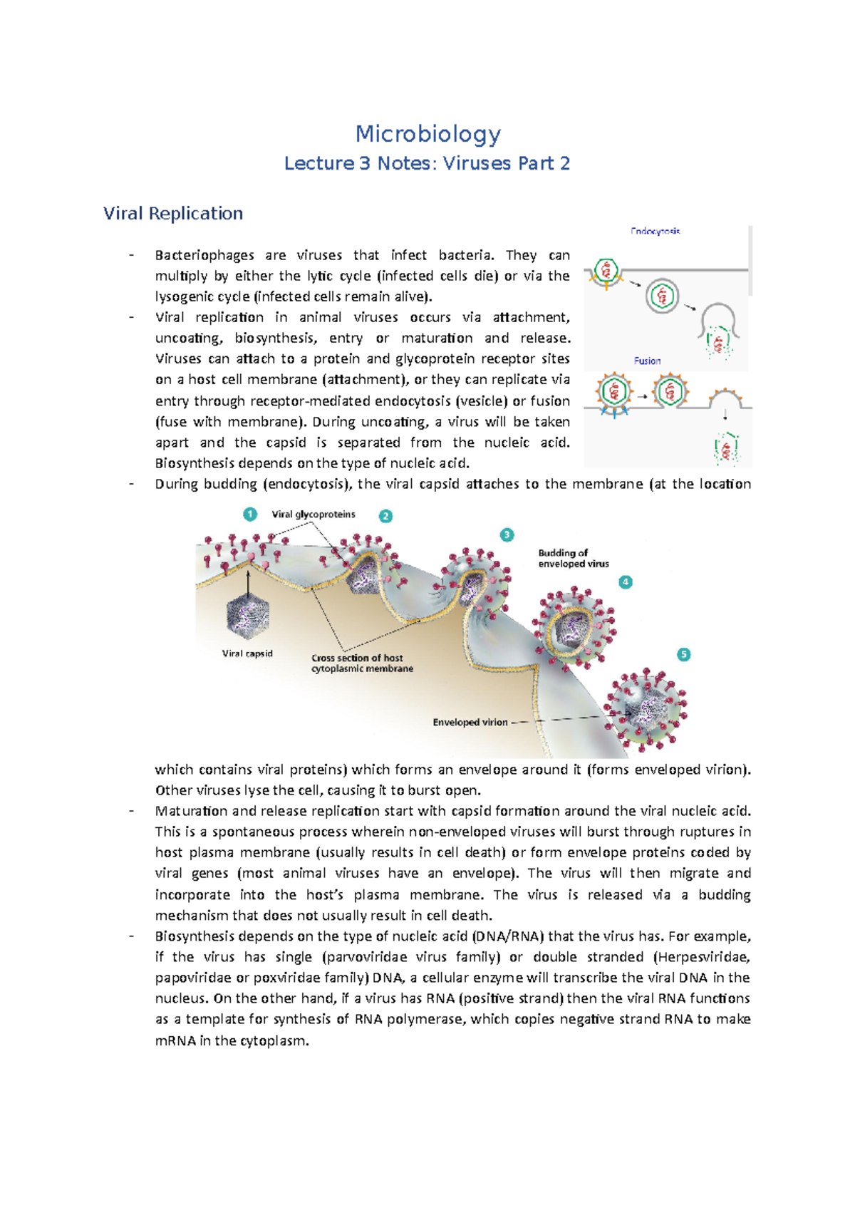 Lecture 3 Notes (Viruses Part 2) - Microbiology Lecture 3 Notes ...