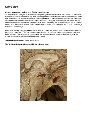 ANA 210 Final Study Guide - Lab 9: Endocrine System pineal gland ...