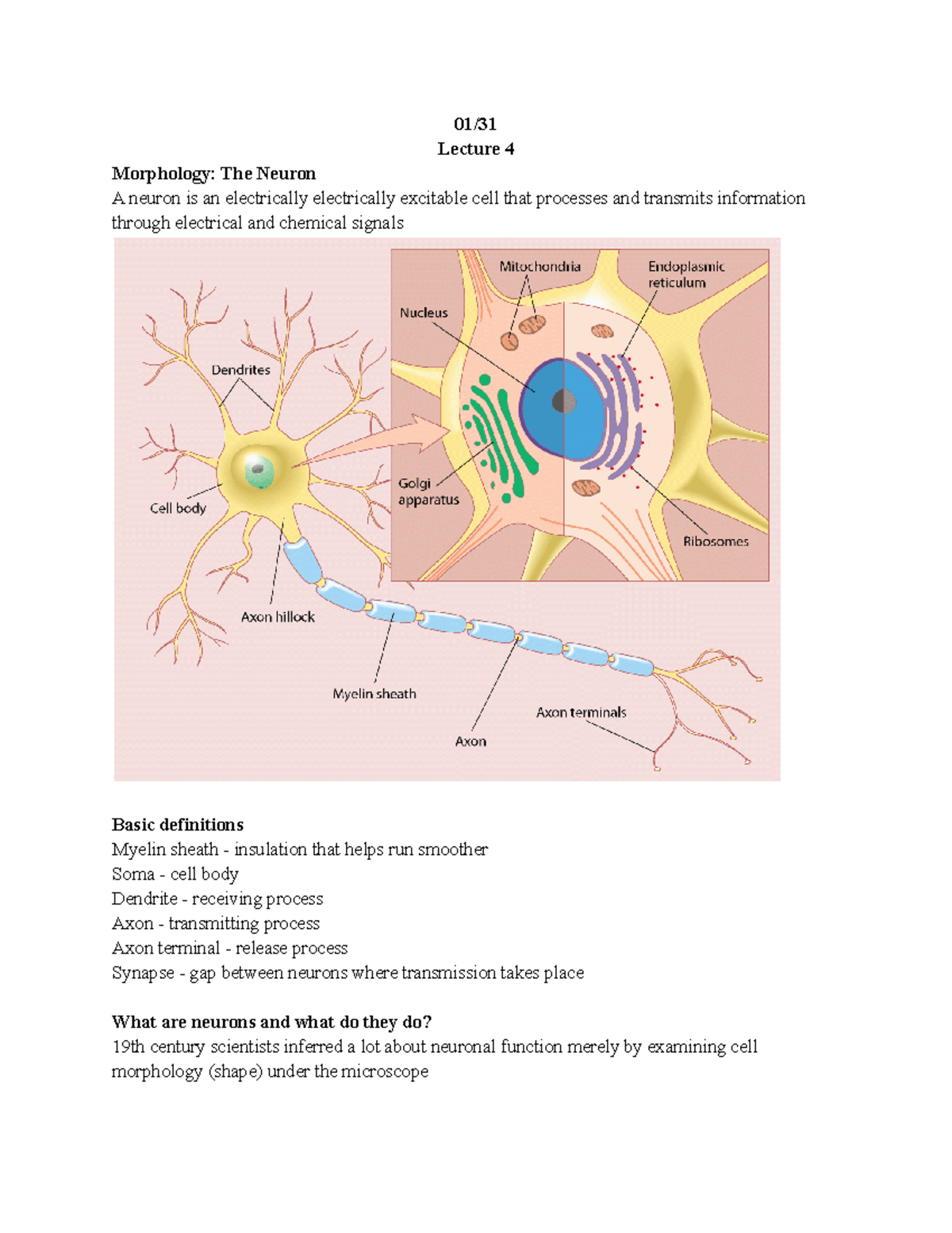 Emotional brain lecture 4 and 5 - 01/ Lecture 4 Morphology: The Neuron ...