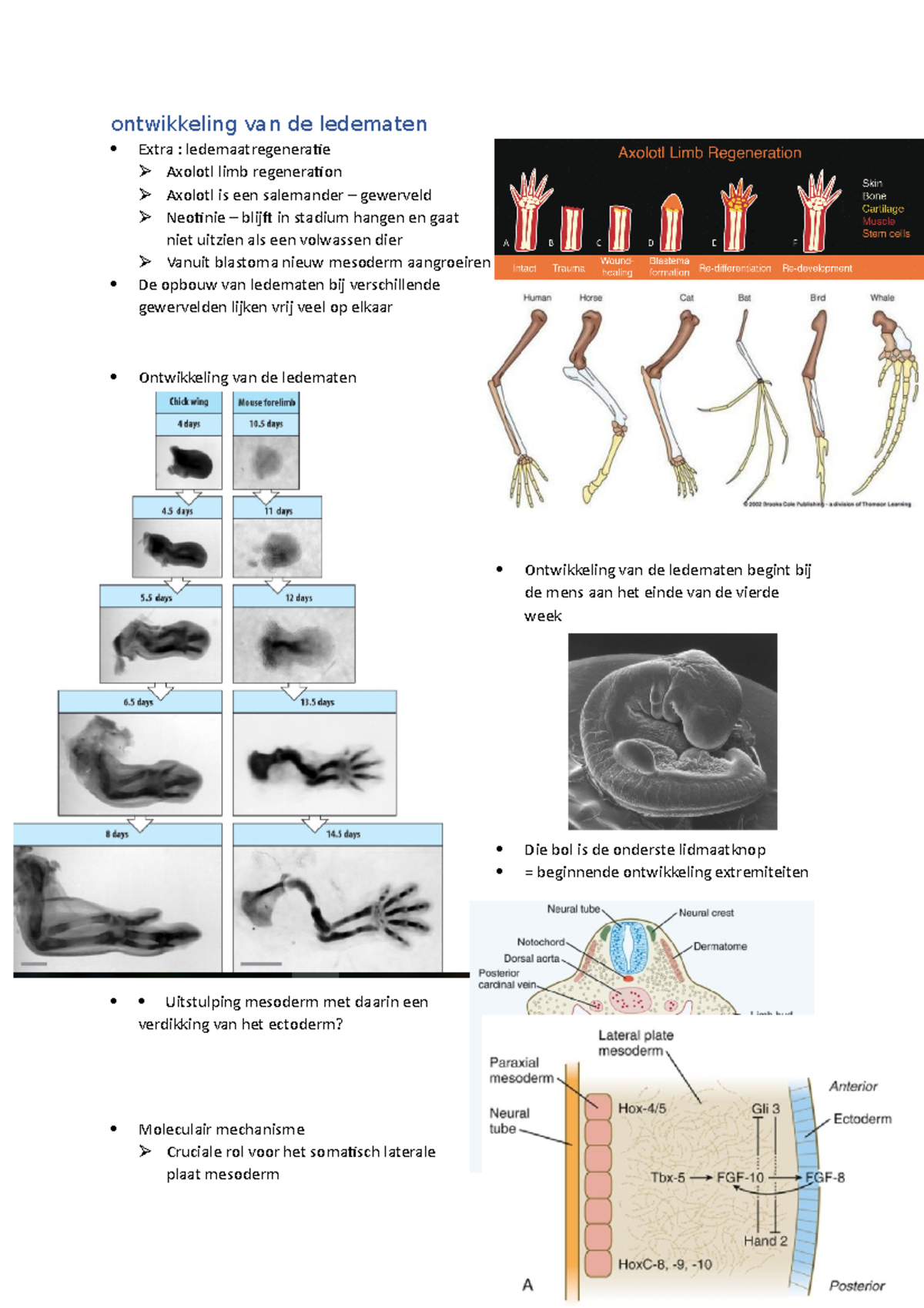 Ontwikkeling van de ledematen - .. sclerotoom, neurale crest, neurale ...