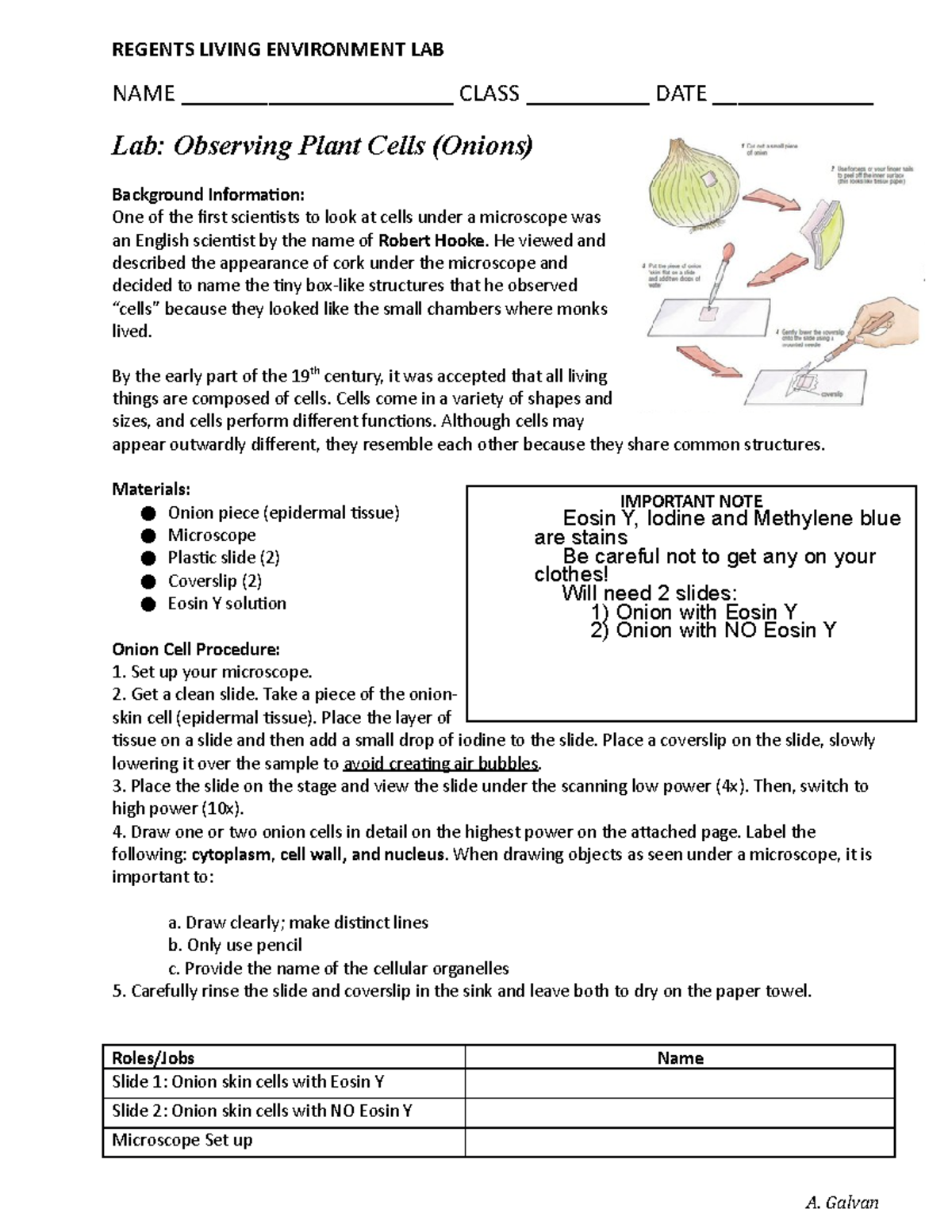 Lab Onion Cells 2018-2019 - REGENTS LIVING ENVIRONMENT LAB NAME ...