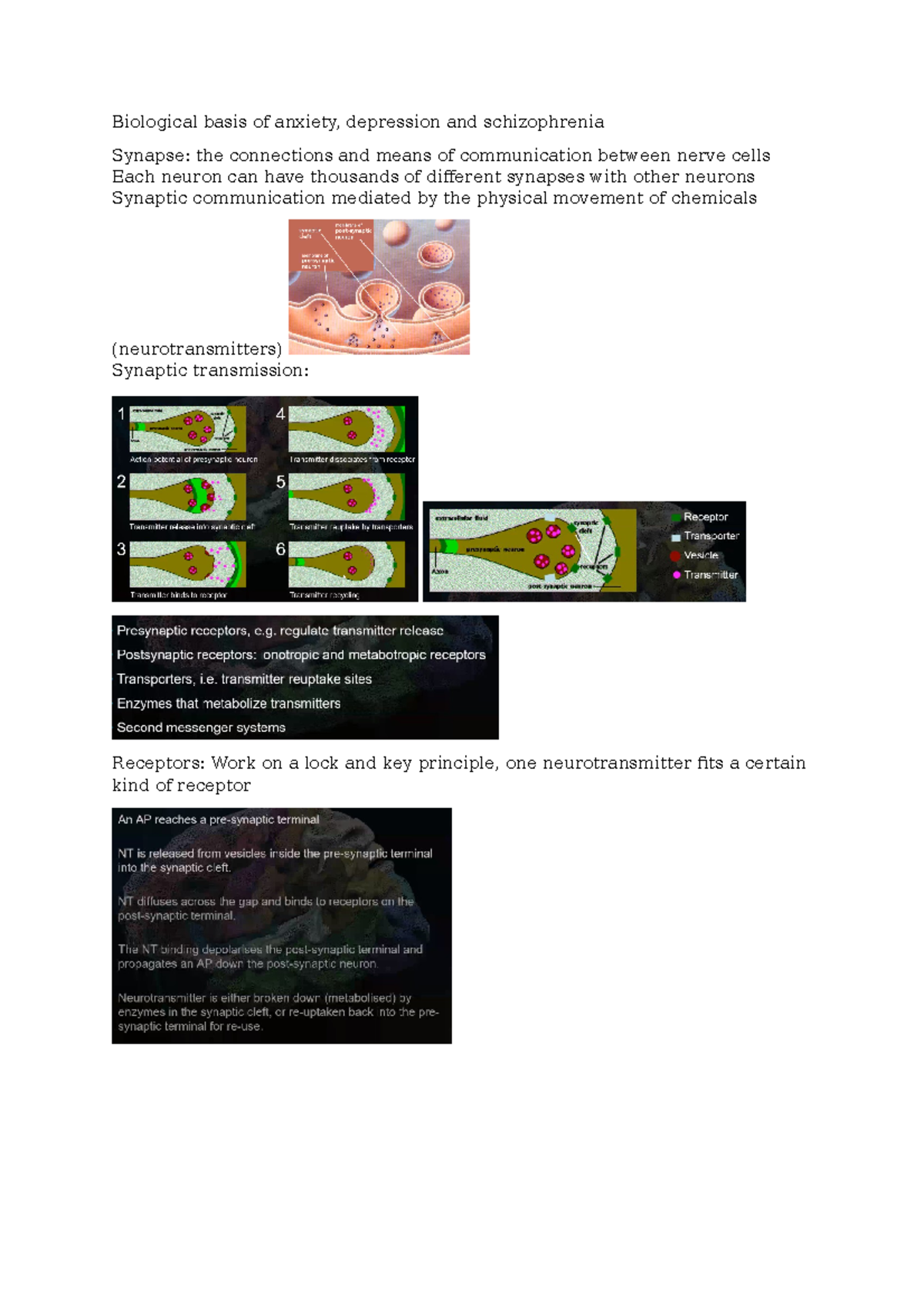 Lesson 7 Biological basis of anxiety - Biological basis of anxiety ...