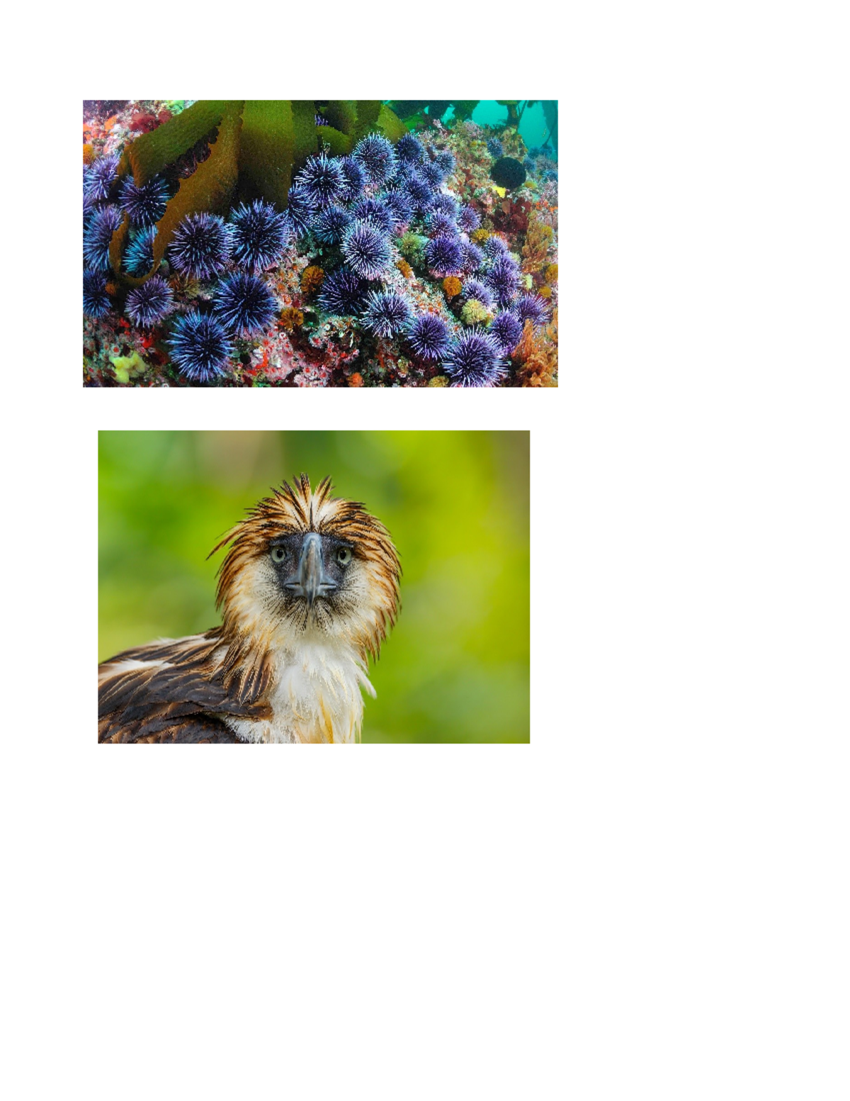 Keystone - Environmental Science - Studocu