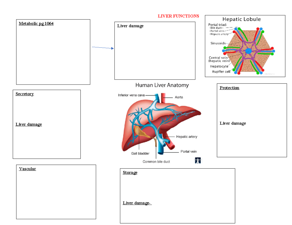 2. Liver Function Thinking Student - MEDC201 - LIVER FUNCTIONS ...