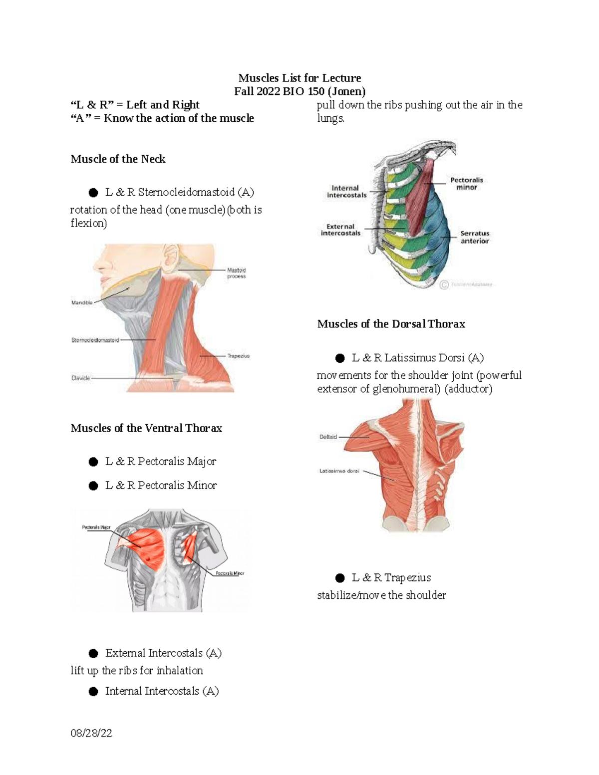 FA22 BIO 150 Muscles List-1 - Muscles List for Lecture Fall 2022 BIO ...