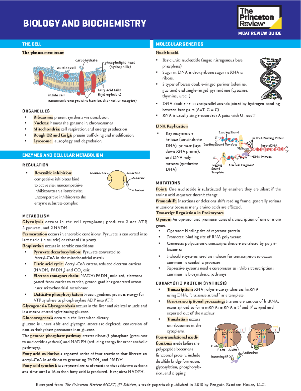 MCAT Review Guide - THE CELL The plasma membrane outside cell inside ...