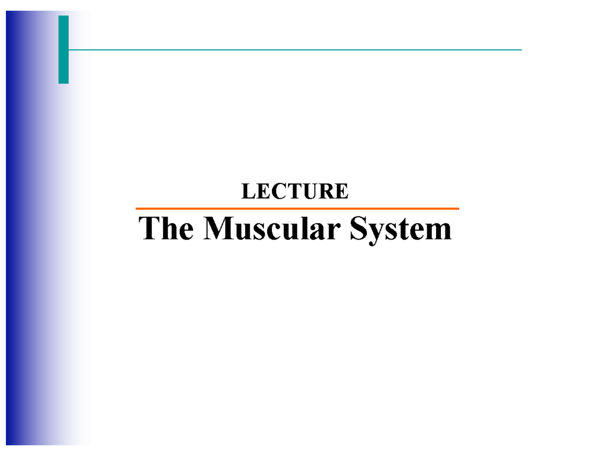Muscular System - LECTURE The Muscular System The Muscular System ...