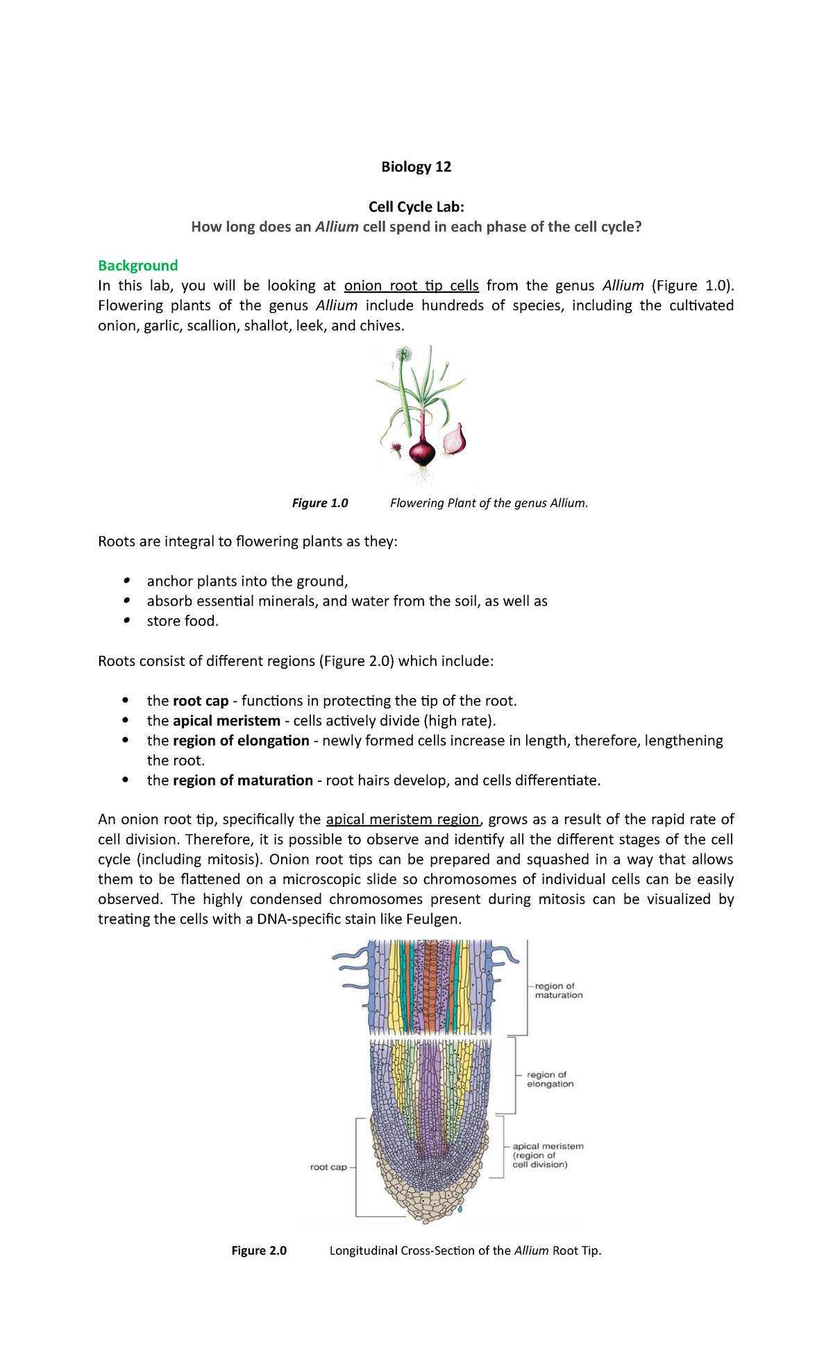 4.2 Cell Cycle - Lab 2022 - Biology 12 Cell Cycle Lab: How long does an ...