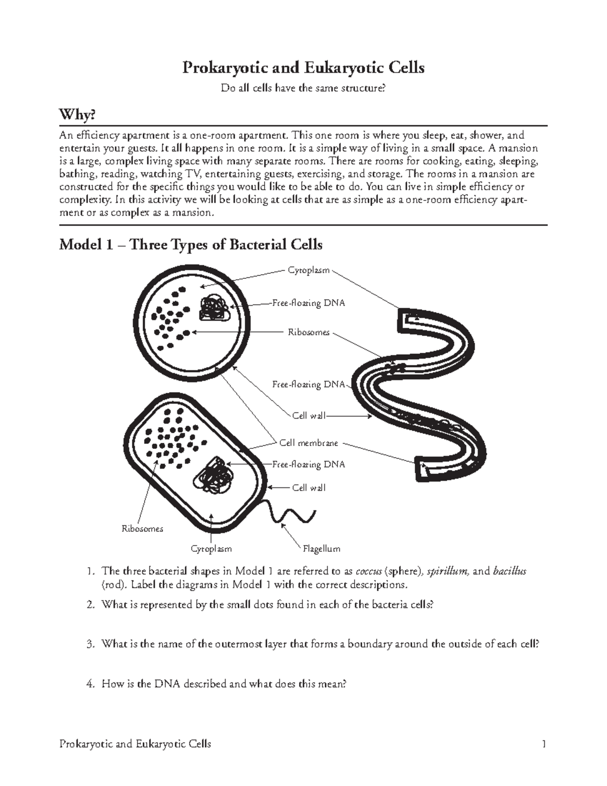 Haleigh Andrew - 7 Prokaryote and Eukaryote Cells-S - Prokaryotic and ...
