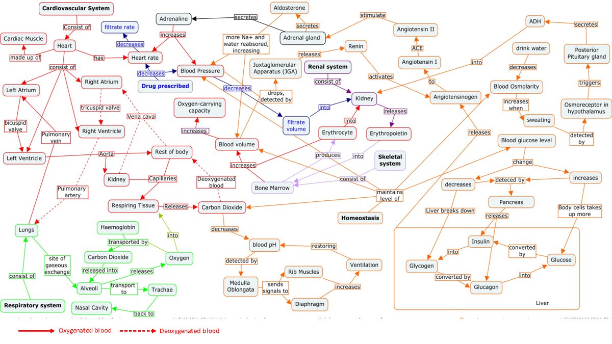 Practical - Integration Practical Report, Score of B. - BIOL1040 ...