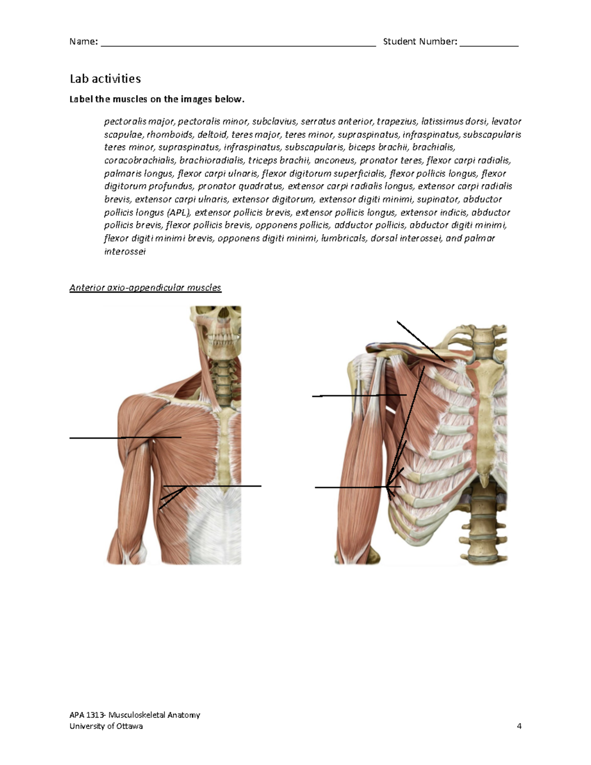 Lab 6 print - ANP lab template to know and fill out - APA 1313 ...