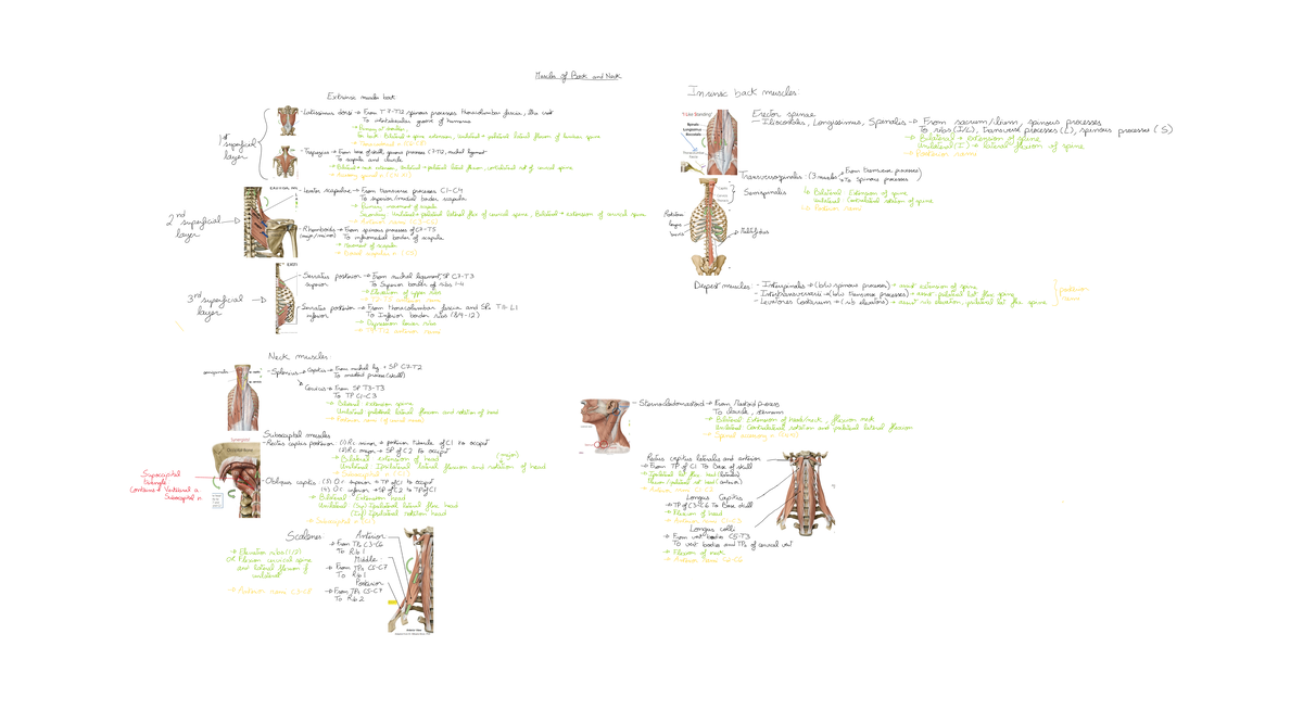 Lecture 4 anatomy - Muscles of Back and Neck Extrinsic muscles back In ...