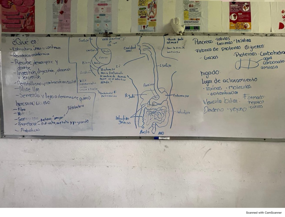 Expo aparato digestivo - BE cQué es? Esofuso vrdd Recor bolo Pancreas ...