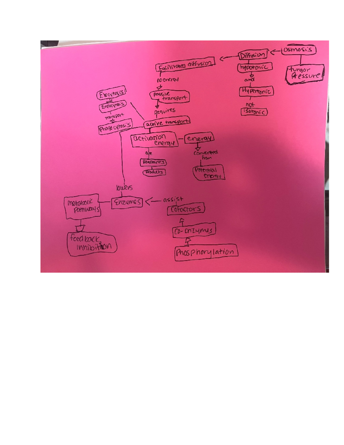 Concept map 4 &6 - osmosis Diffusion Facilitated diffusion hypotonic ...