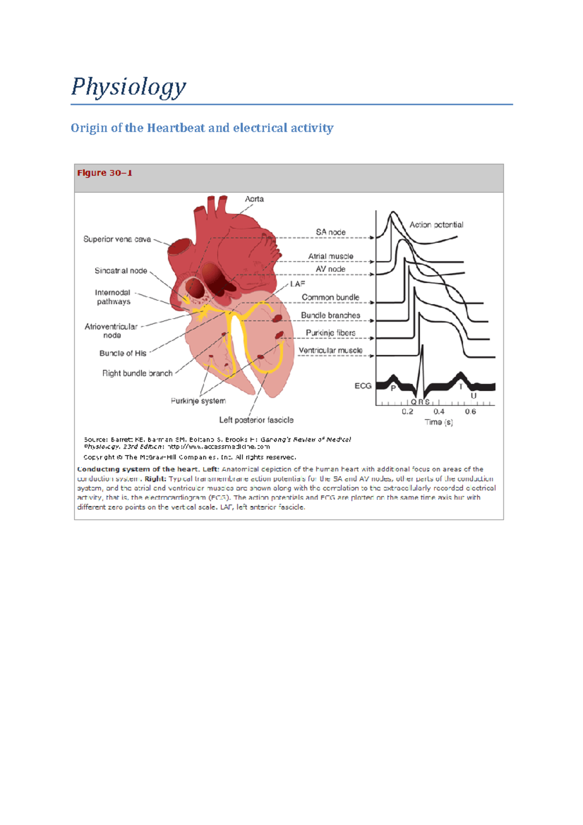 Cardio Physiology anatomy - Physiology Origin of the Heartbeat and ...