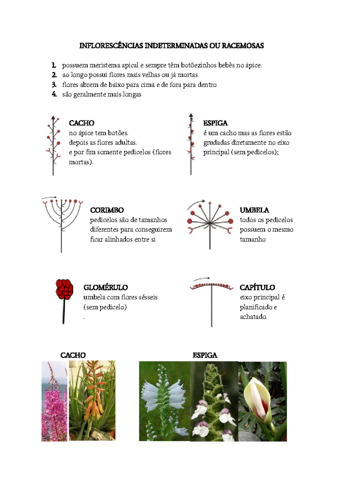 Morfologia de inflorescências - INDETERMINADAS OU RACEMOSAS 1. 2. 3. 4 ...