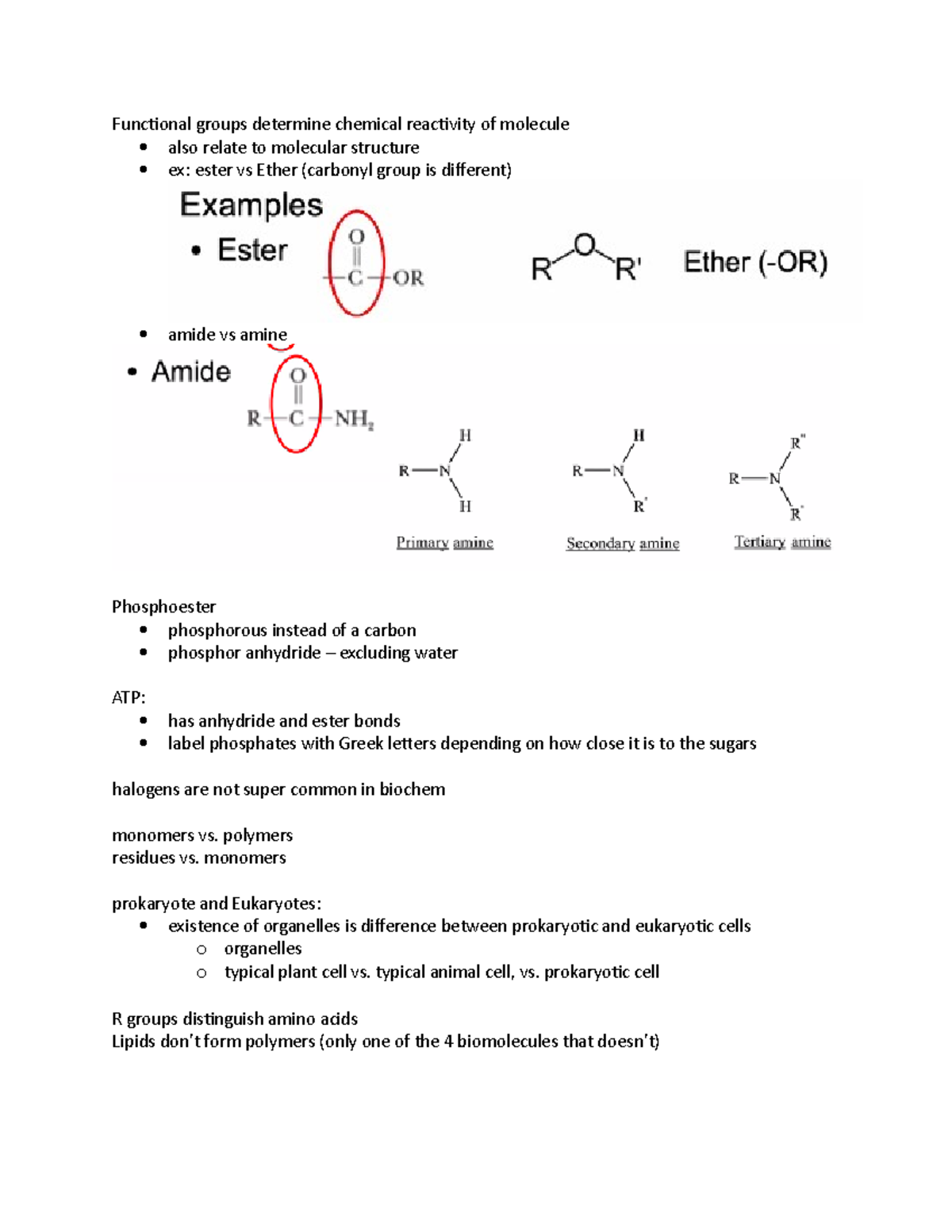 Biochem day 1 in class notes - Functional groups determine chemical ...