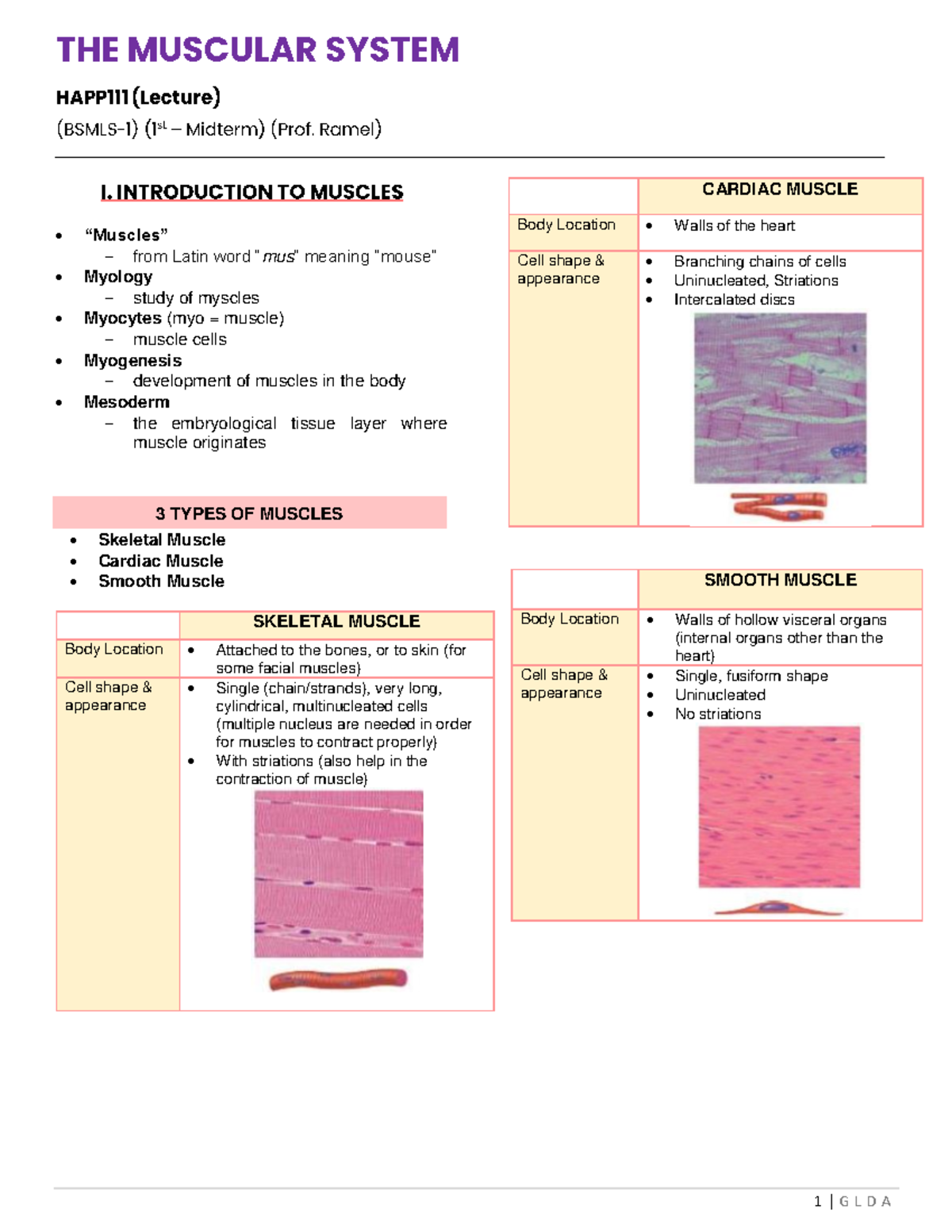 The Muscular System - HAPP111 - “Muscles” from Latin word “mus” meaning ...
