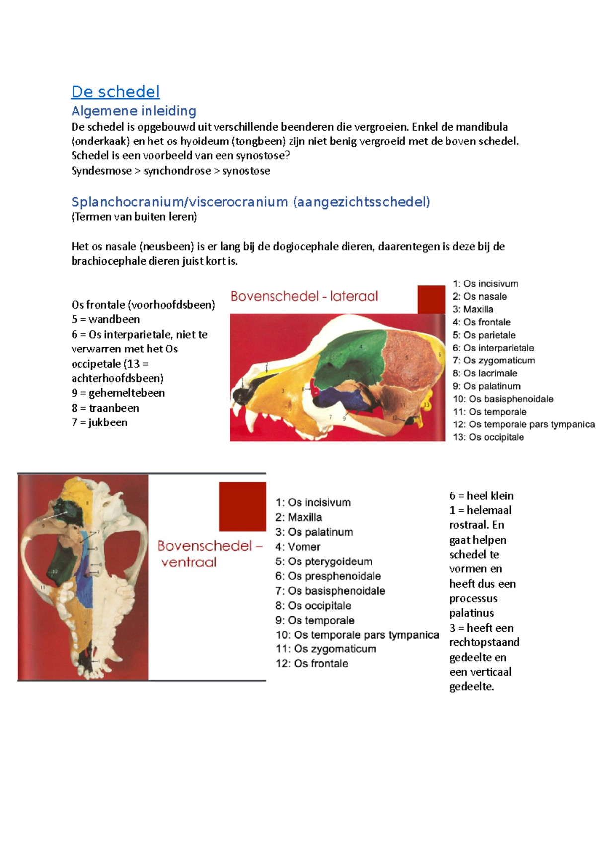De schedel - De schedel Algemene inleiding De schedel is opgebouwd uit ...