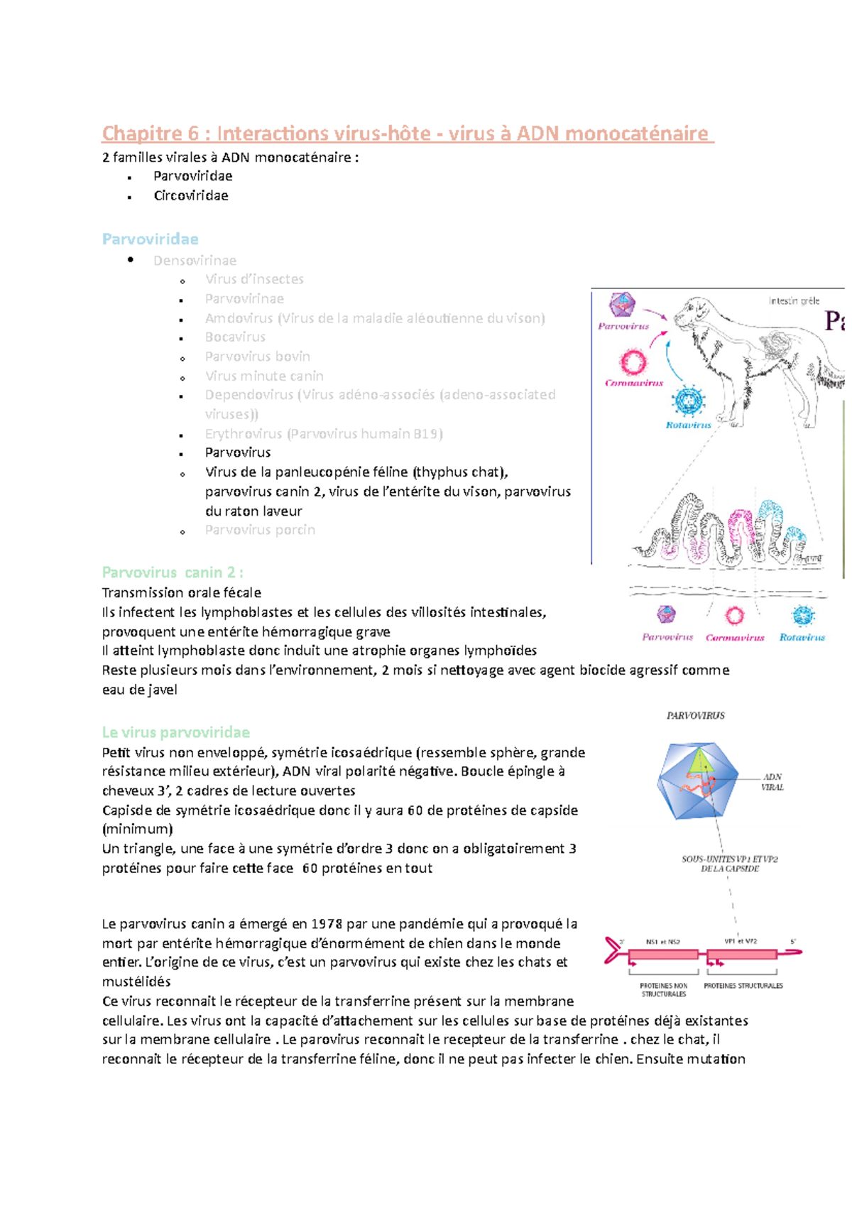 Chapitre 6 - Cours de virologie - Chapitre 6 : Interactions virus-hôte - virus à ADN ...