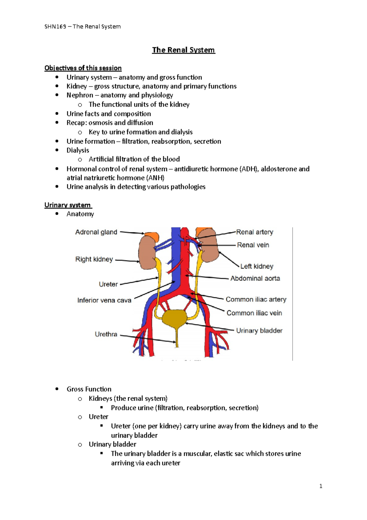 The Renal Systems - The Renal System Objectives of this session Urinary ...