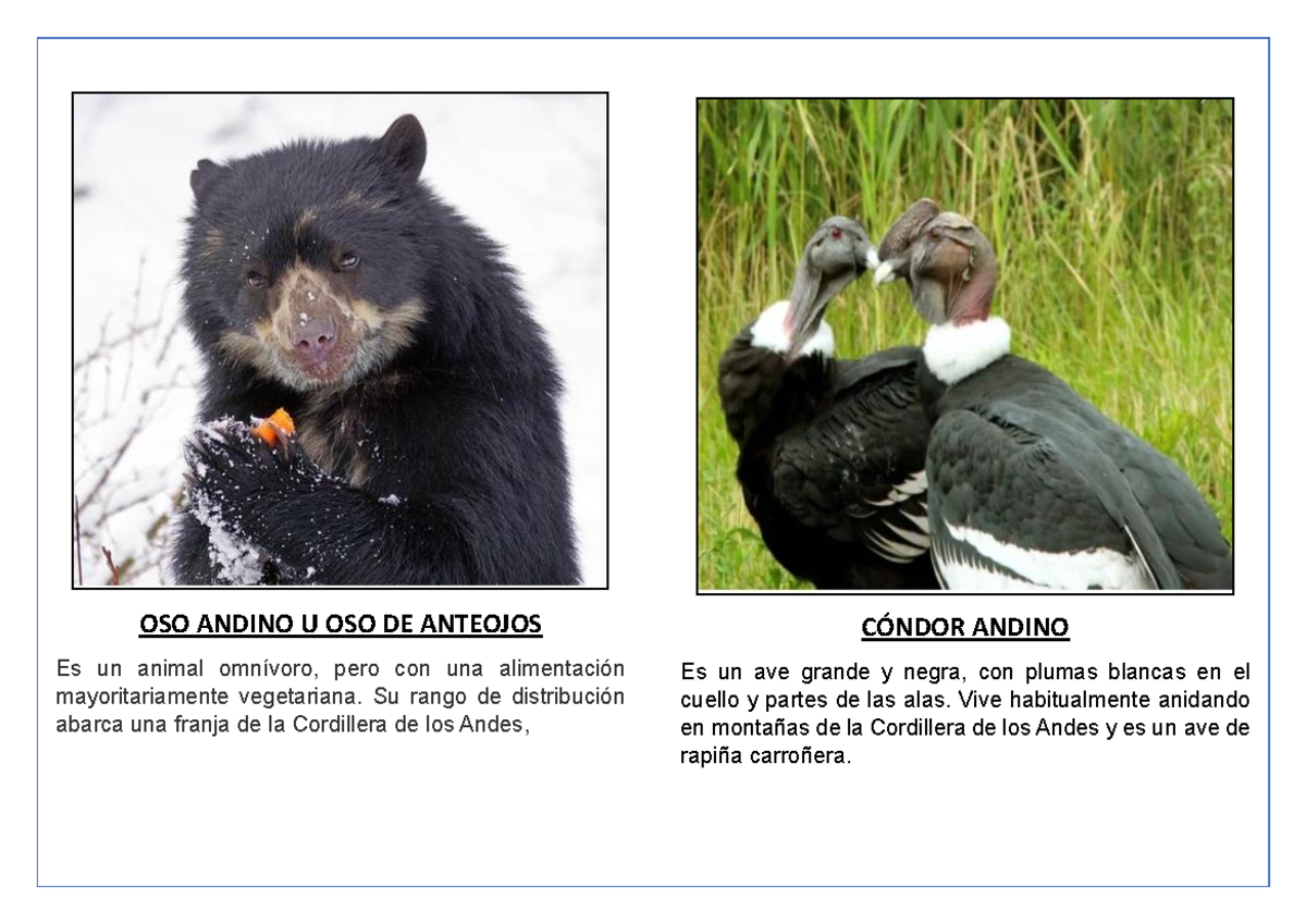 Album de caleb - PARA ESTUDIANTES RESPONSABLES - OSO ANDINO U OSO DE ...