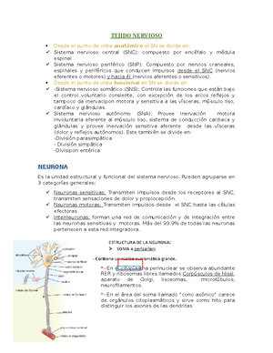 Linaje Hematopoyético - Basófilo Basófilo estable Mielocito eosinófilo ...