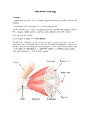 Brain and Cranial N - Google Docs - Brain and Cranial N - brain ...