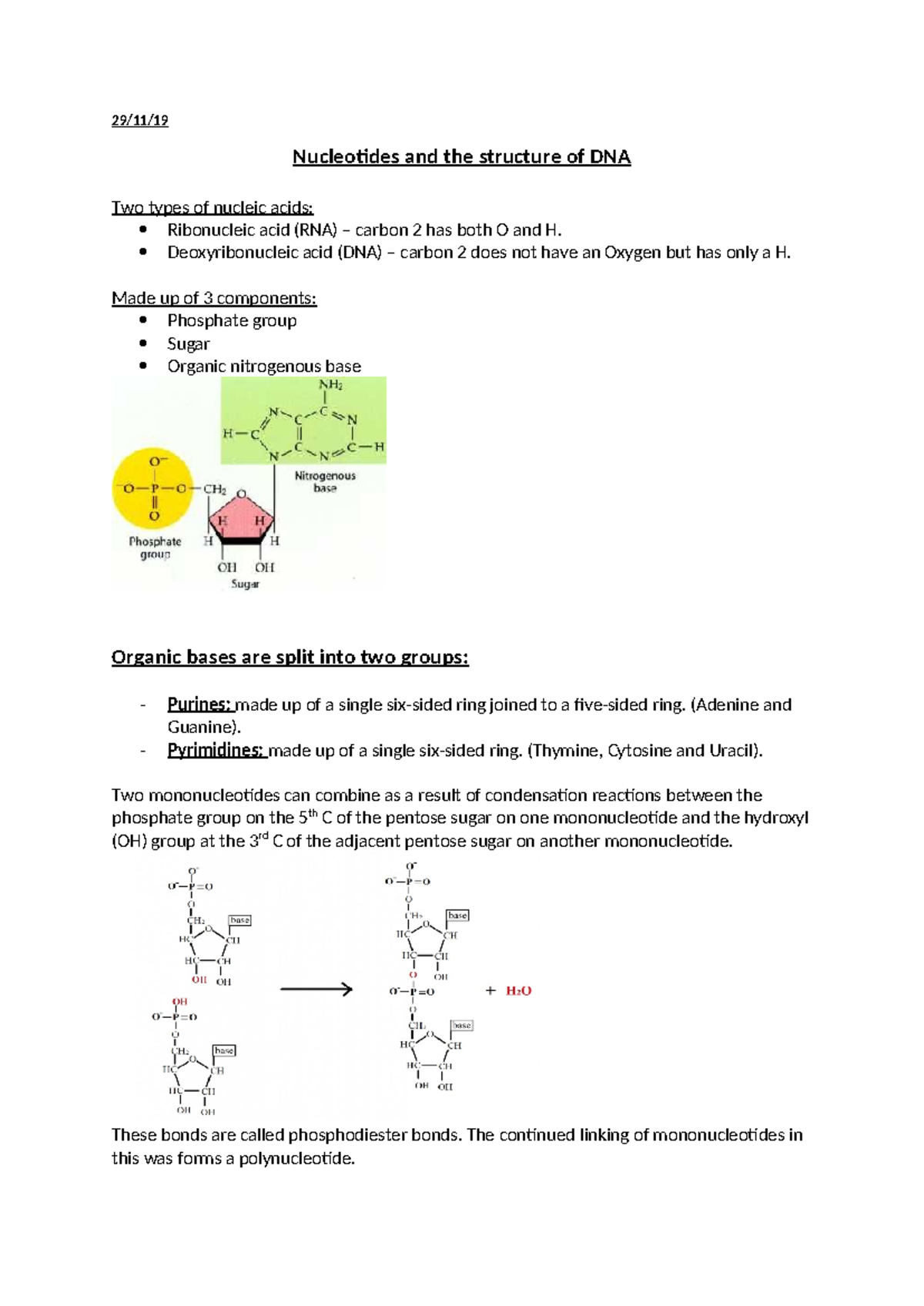 Nucletide and the structure of DNA - 29/11/ Nucleotides and the ...