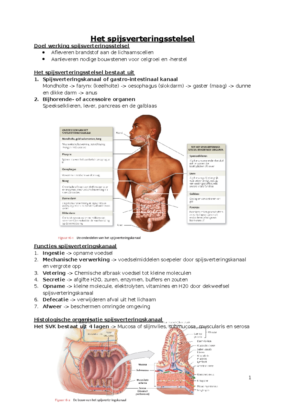 Het spijsverteringsstelsel - Bijhorende- of accessoire organen ...