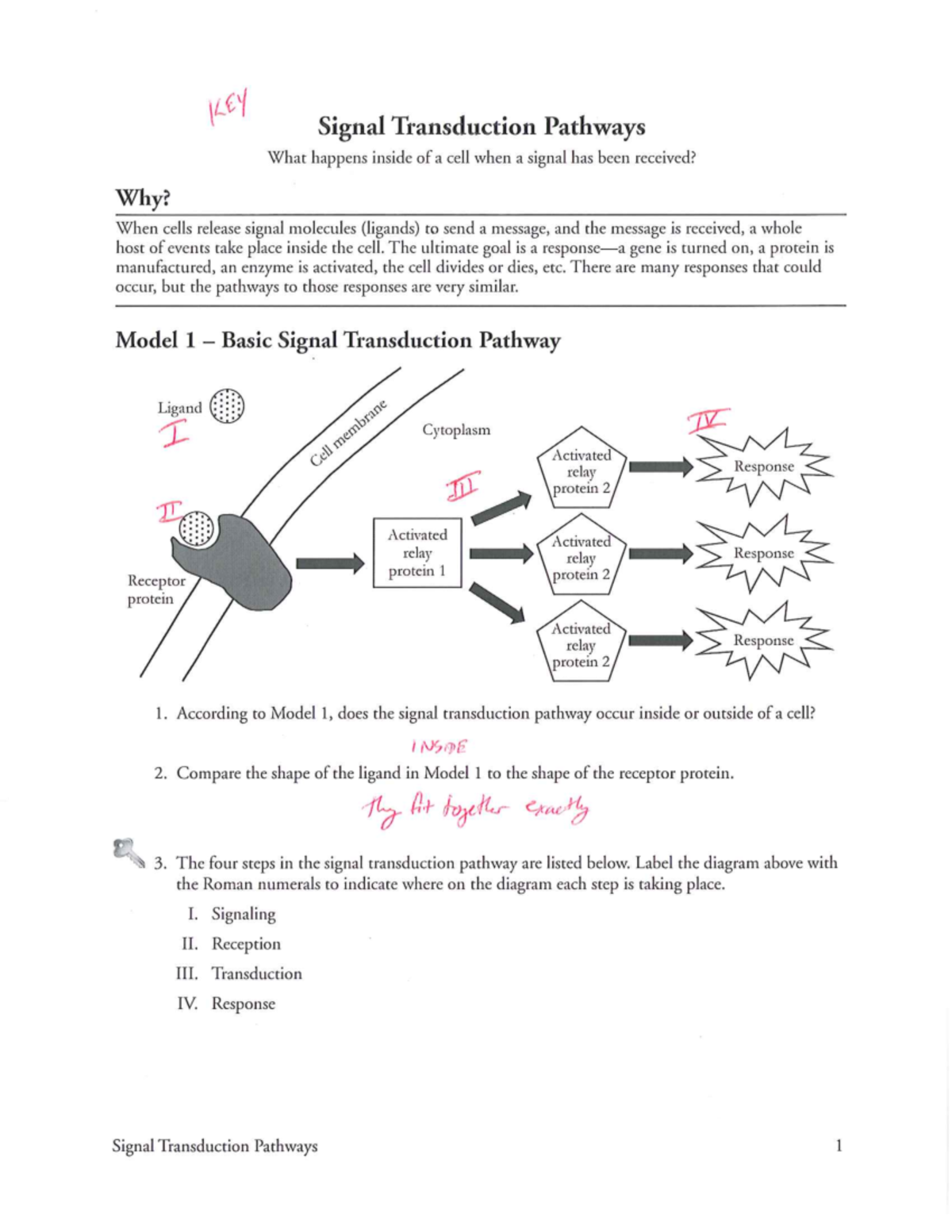 Signal Transduction Pathways - Studocu