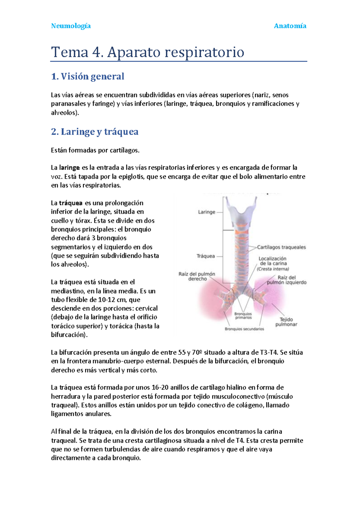 Aparato Respiratorio Anatoma Y Fisiologa Neumologa