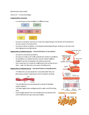 Comparative Animal Physiology Midterm Study Notes - Comparative Animal ...
