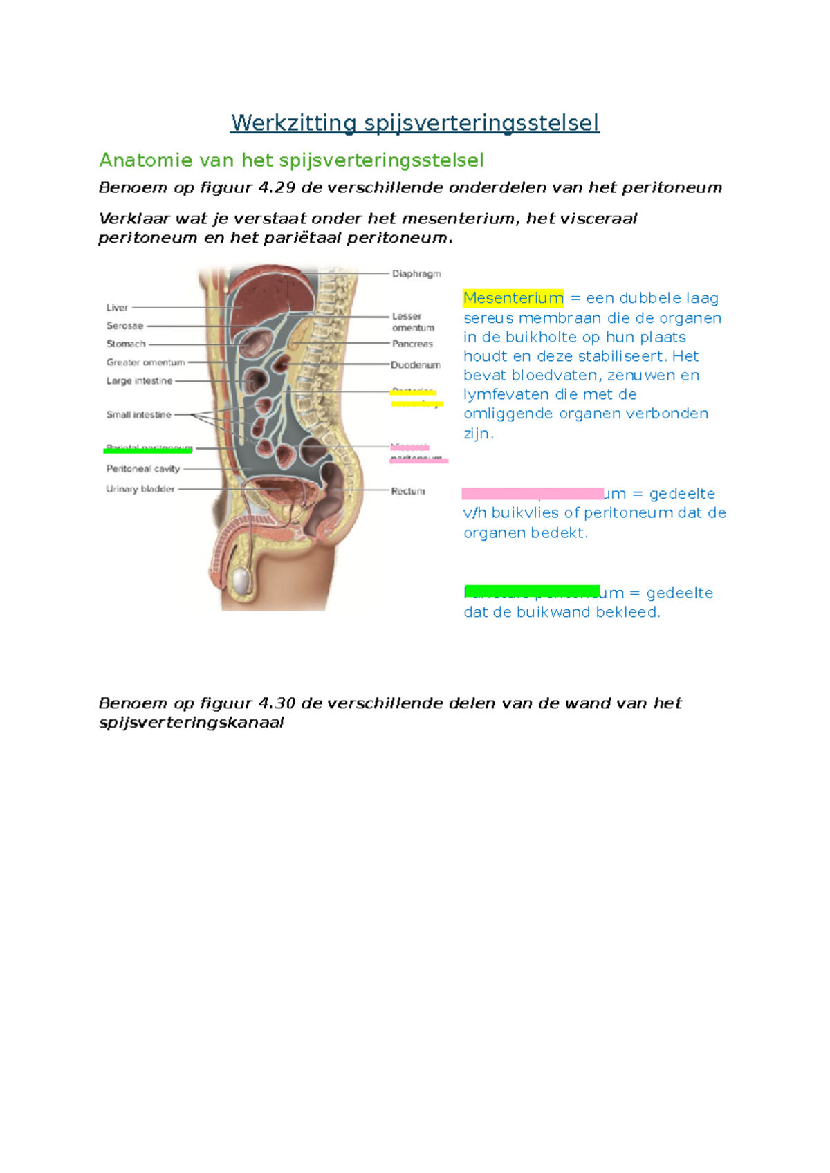 Werkzitting spijsverteringsstelsel - Werkzitting spijsverteringsstelsel ...