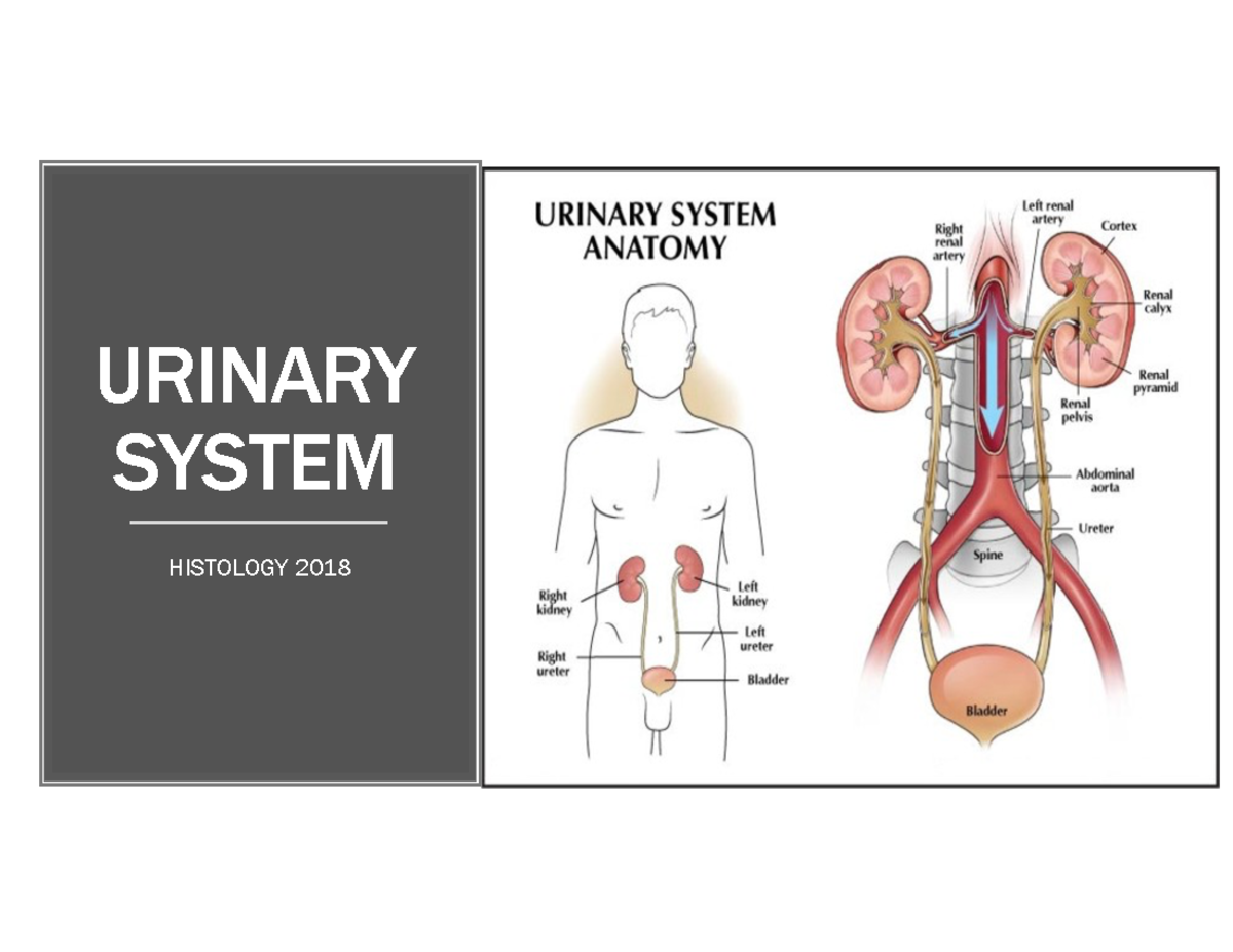 Histology - Urinary System - URINARY SYSTEM HISTOLOGY 2018 THE URINARY ...