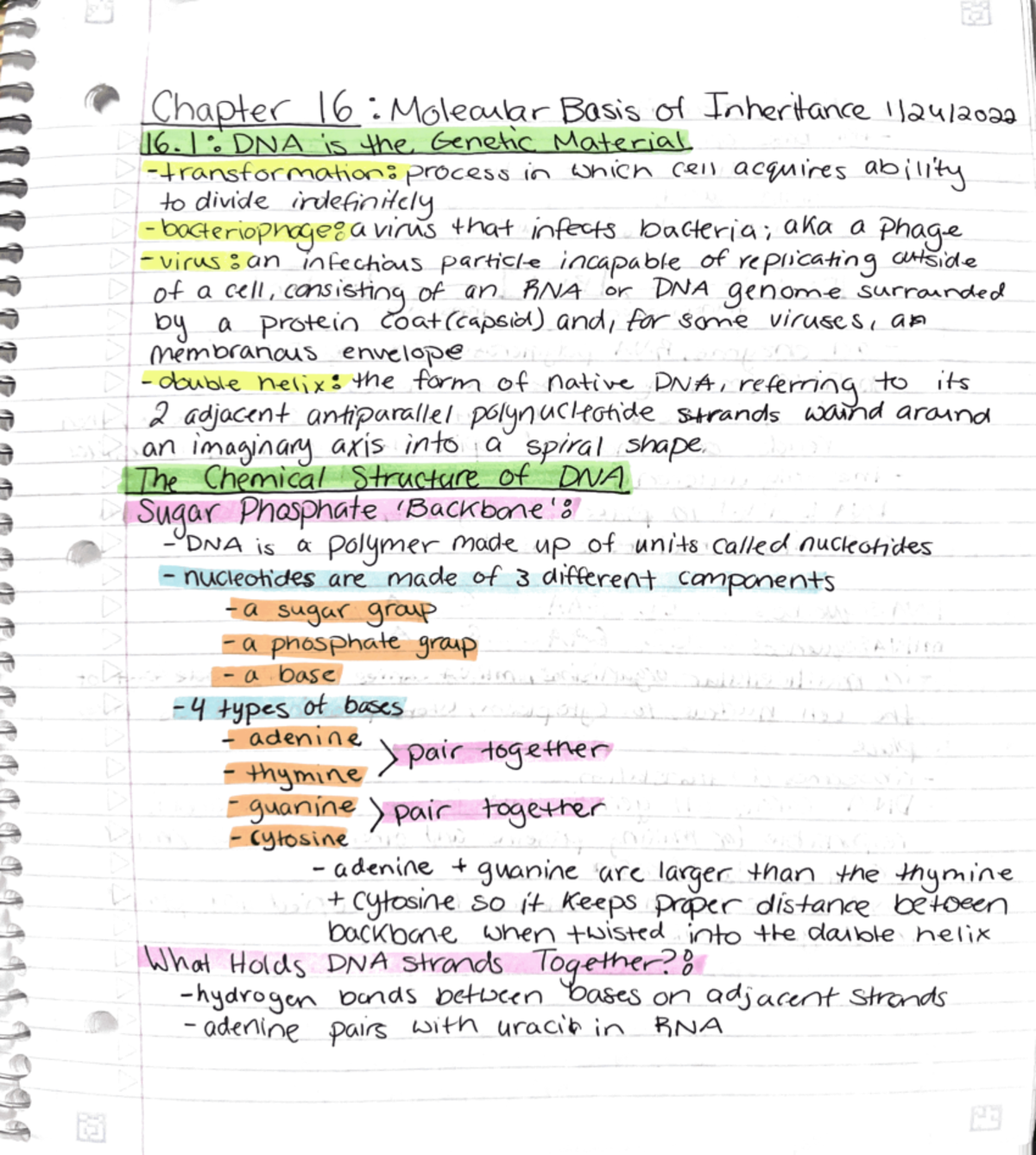 Biology Notes Chapter 16 - Chapter 16 : Molecular Basis of Inheritance ...