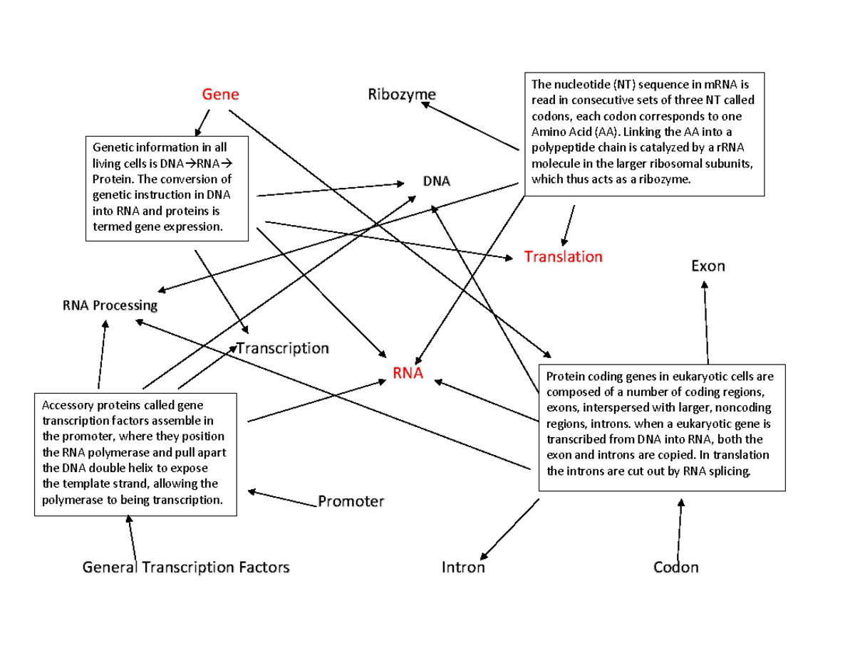 Carlson Map Ch7 - Assignment - Transcription Gene RNA Translation ...