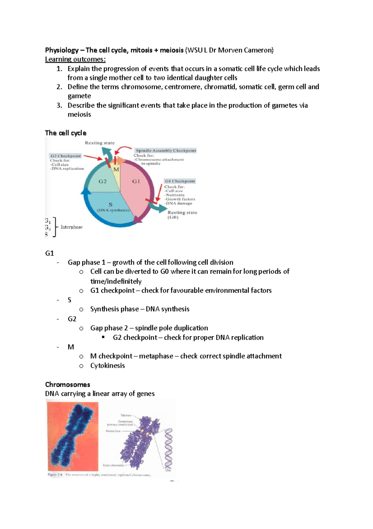 Physiology - the cell + mitosis + meiosis - Physiology – The cell cycle ...