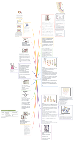 Alveolar Bone - o Mature bone can be classified as cortical (compact ...