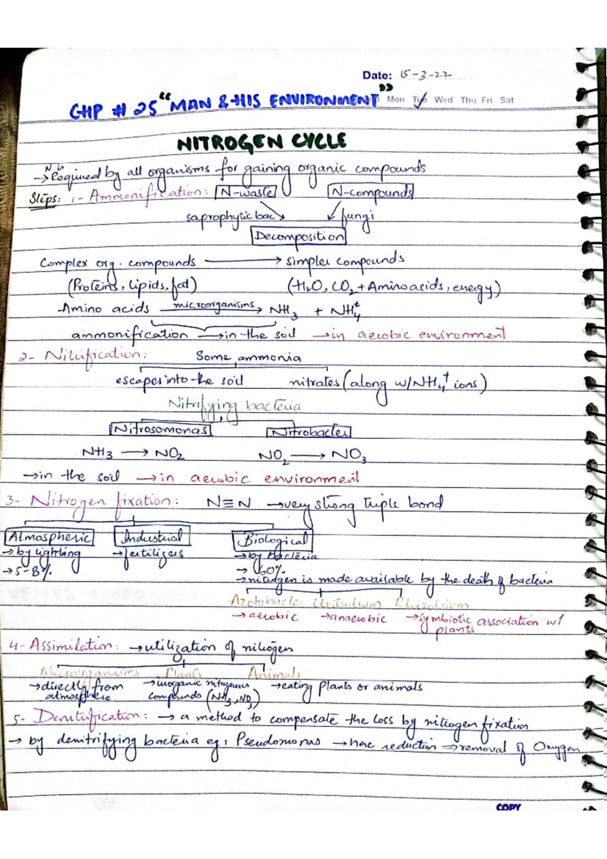 Nitrogen cycle notes for F.Sc fatima ishaq - Date: CHP 25 HIS ...