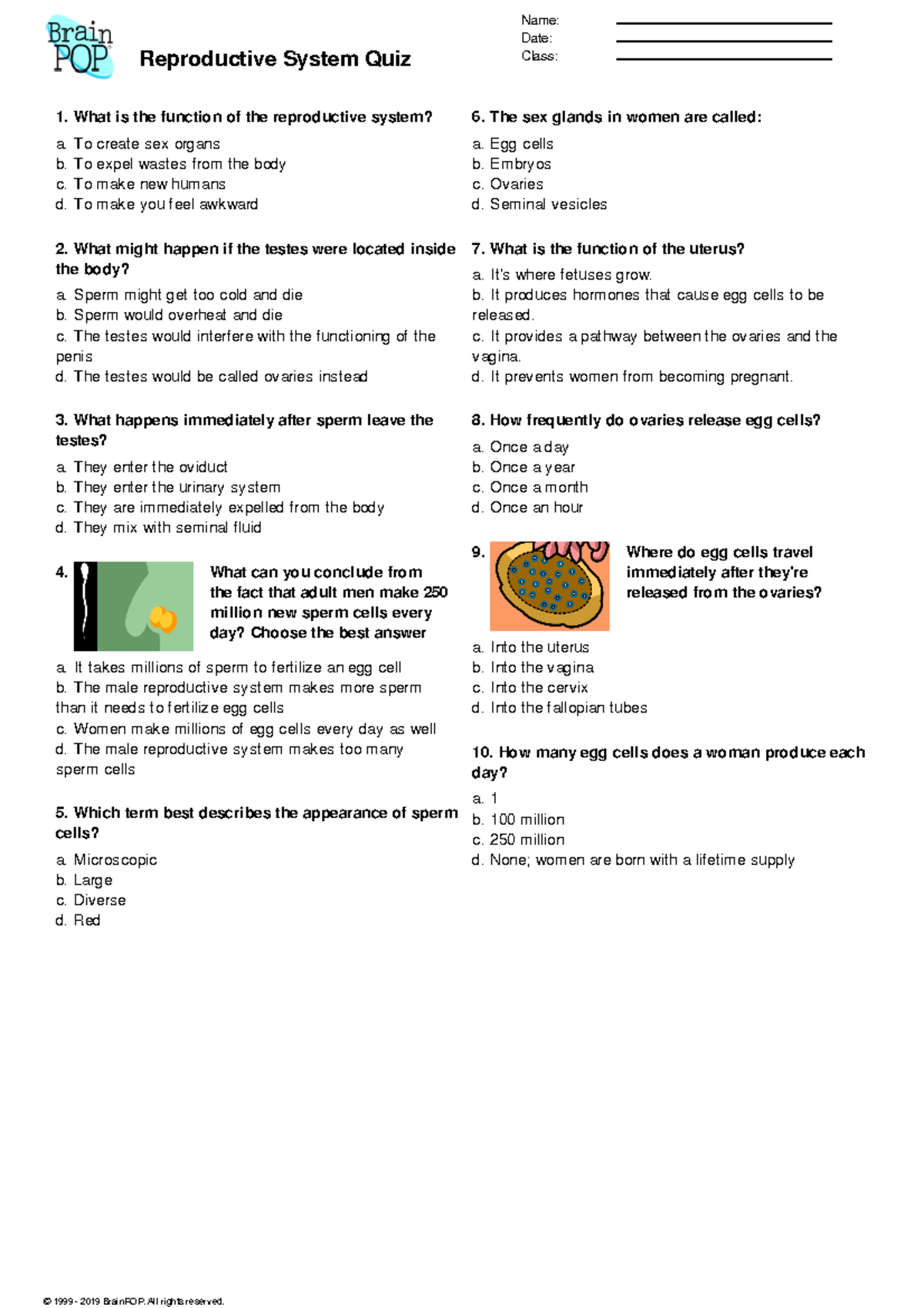 Reproductive System BP Quiz - What is the function of the reproductive ...