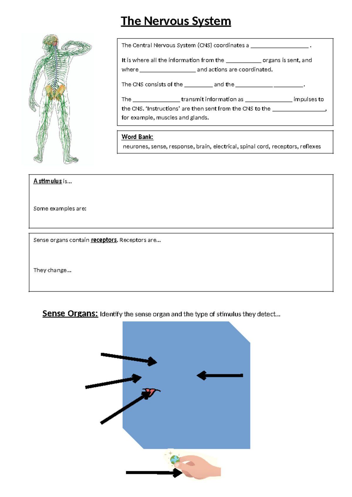 L9-The Nervous System - The Nervous System Sense Organs: Identify the ...